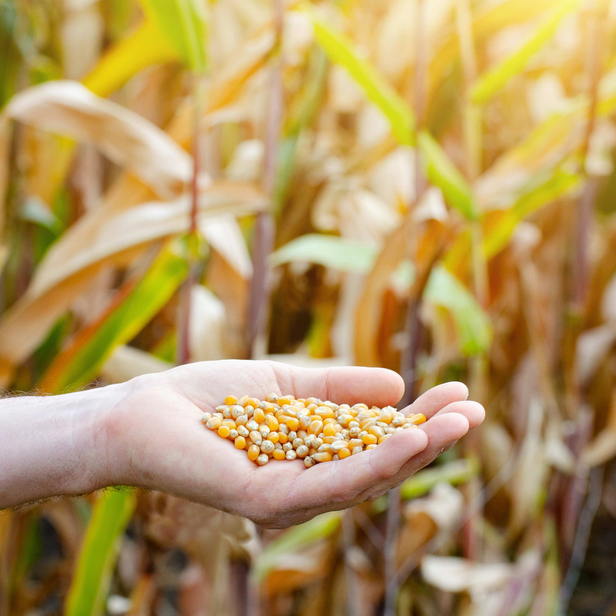 Products — Paragon Concessions